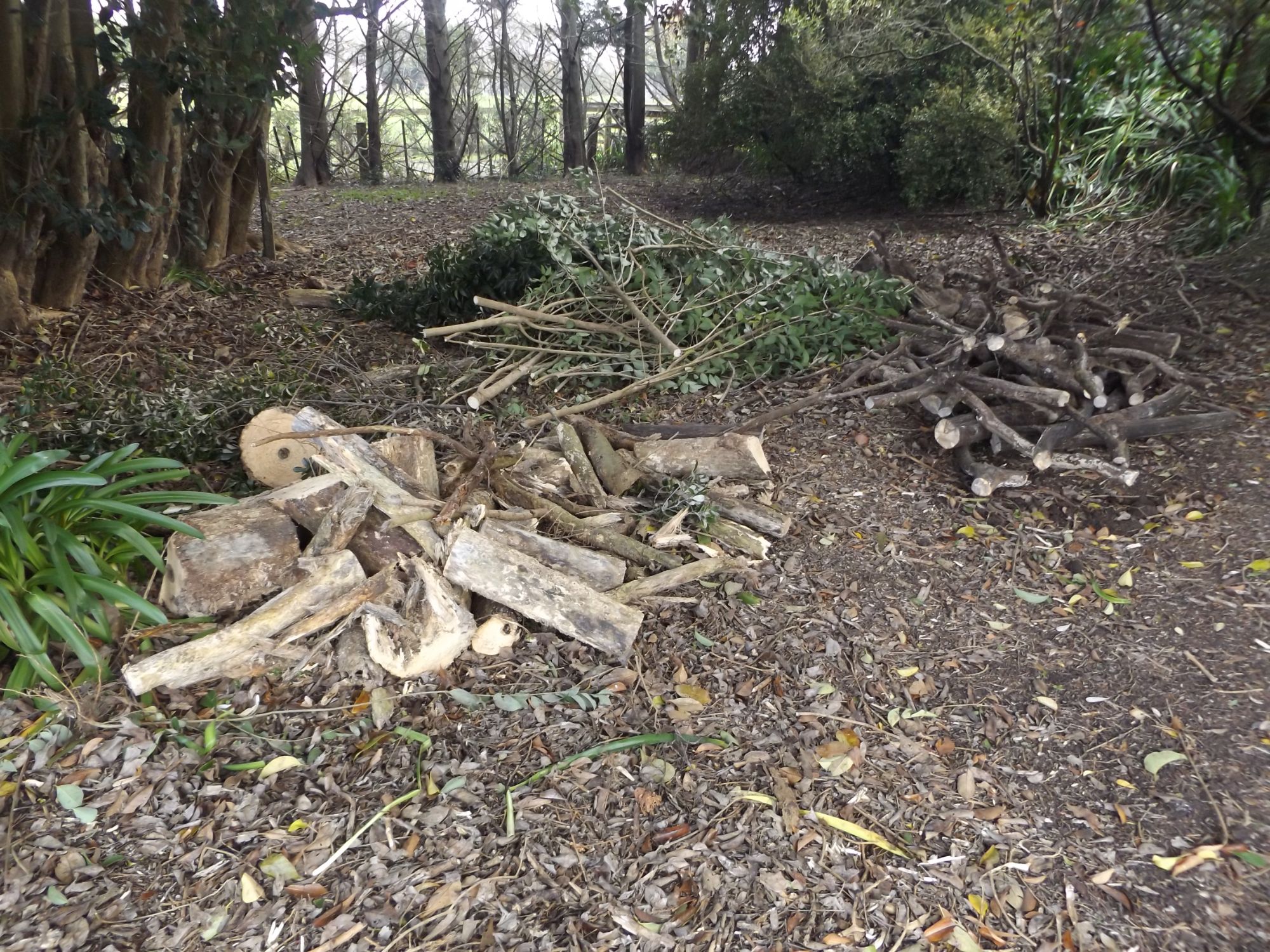 Our new house – clearing up the section – Uncoffined